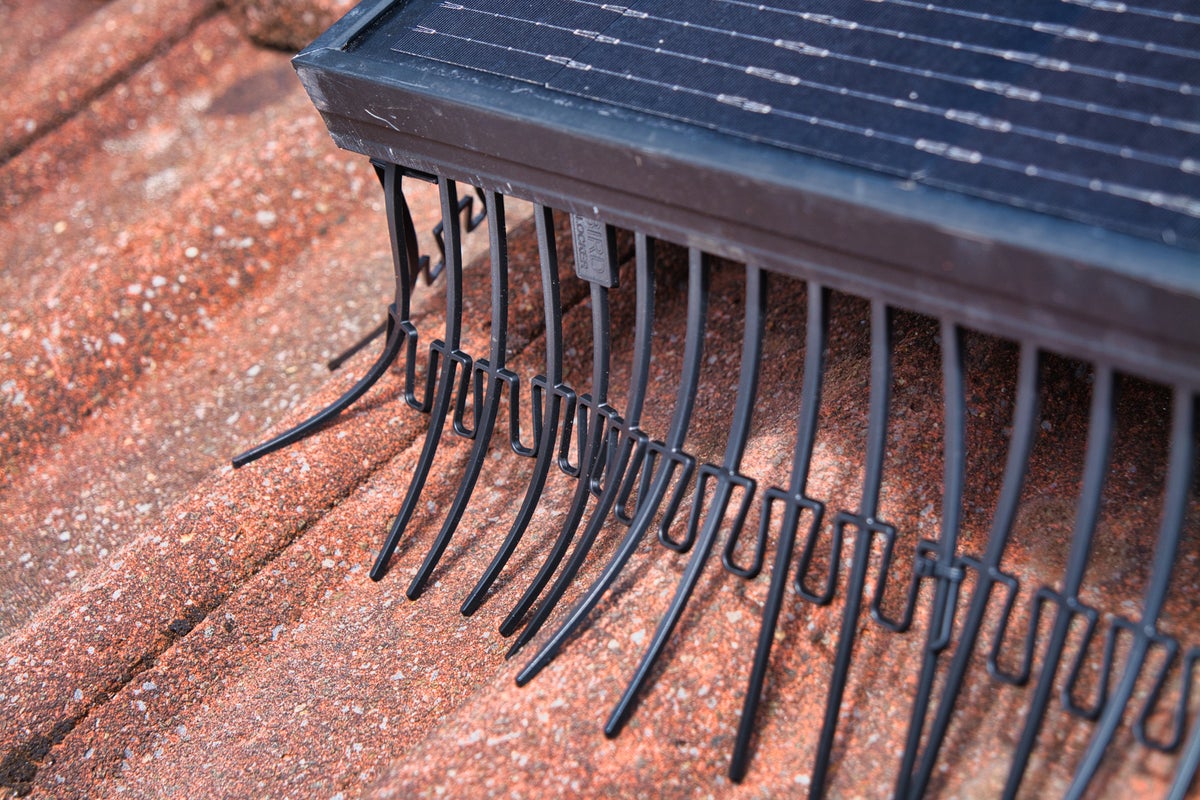 Should I bird-proof solar panels on my roof? UK costs and benefits