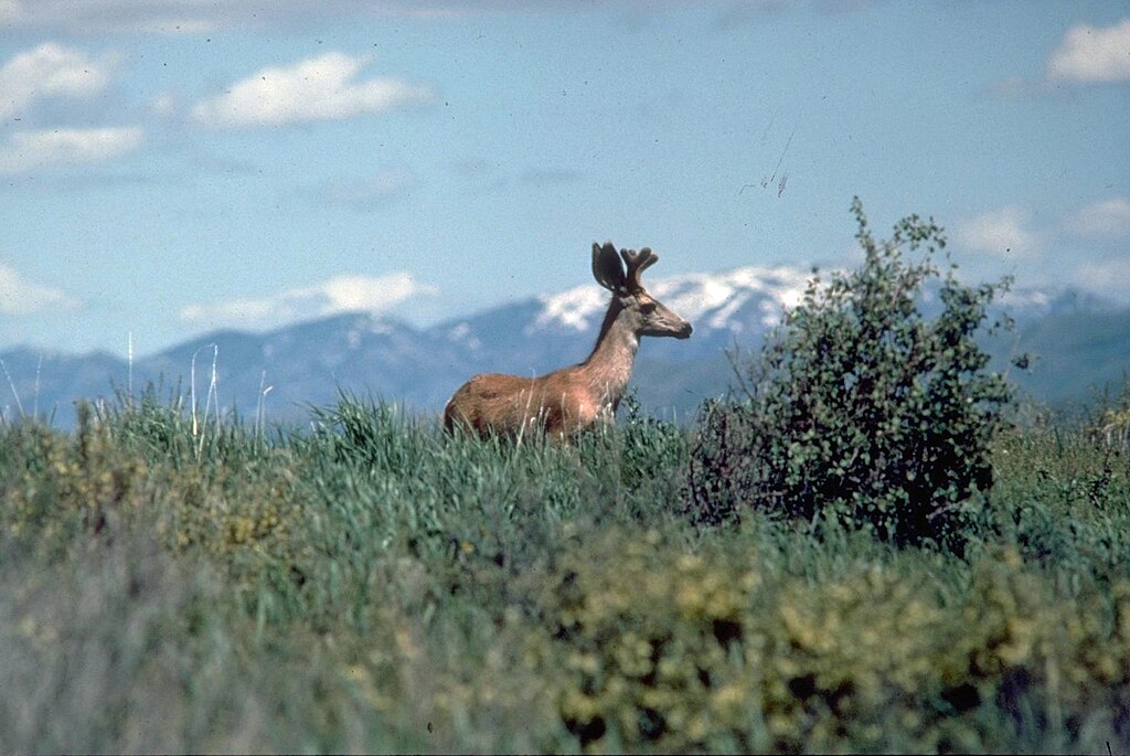 10 foods deer love that most hunters don’t know about