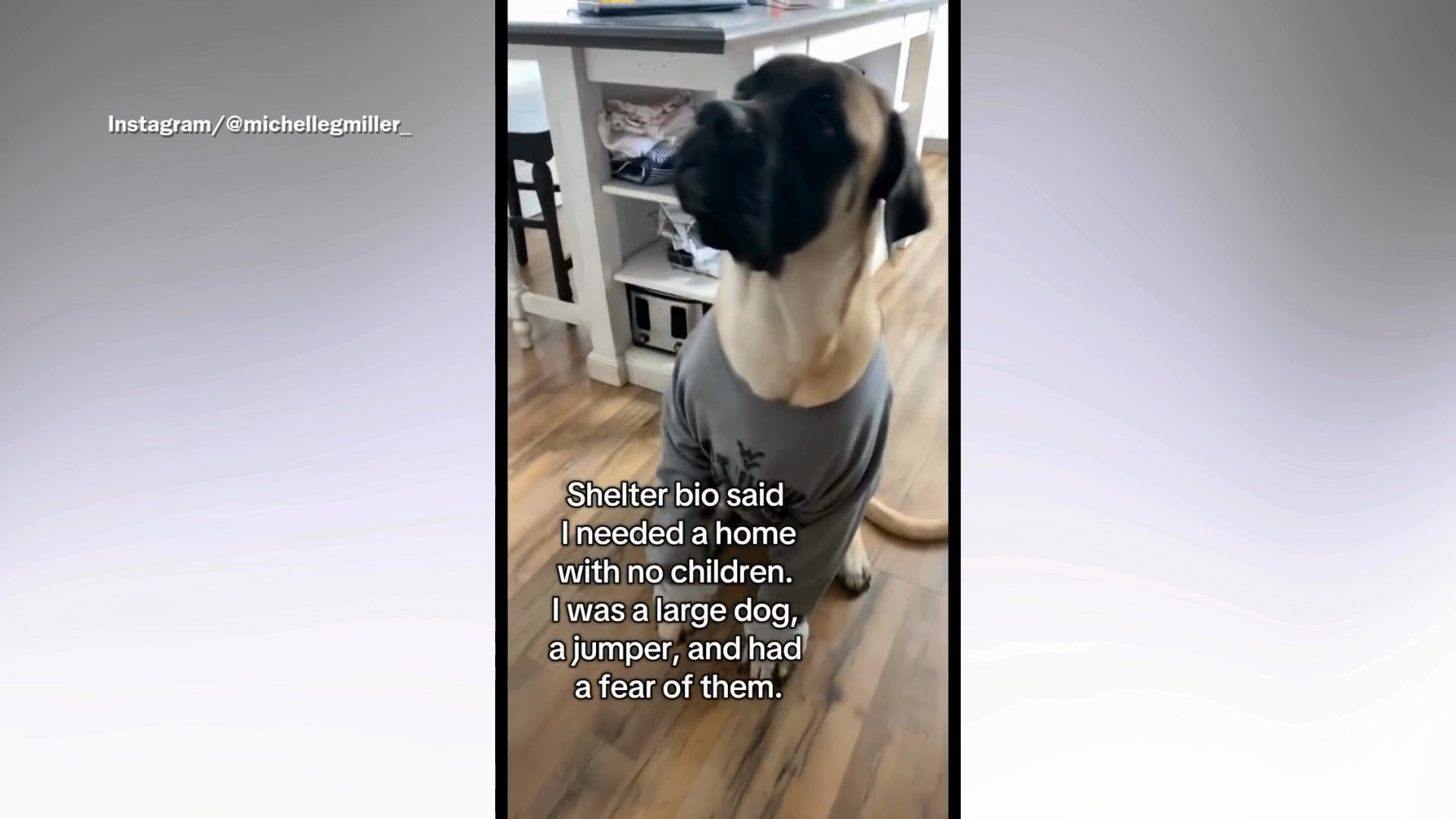 Shelter put note on dog stating he’s not good with kids, mom gives him ...