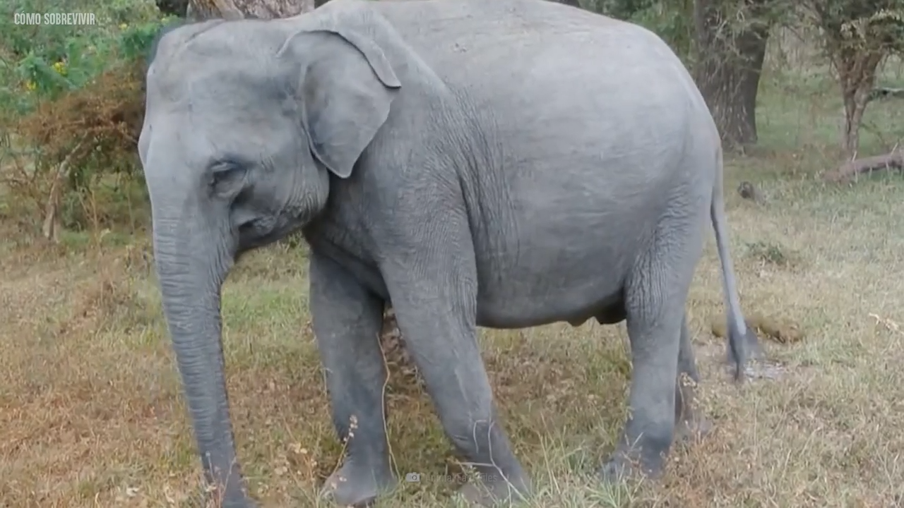 Qué ocurrió realmente cuando un elefante perdió la calma