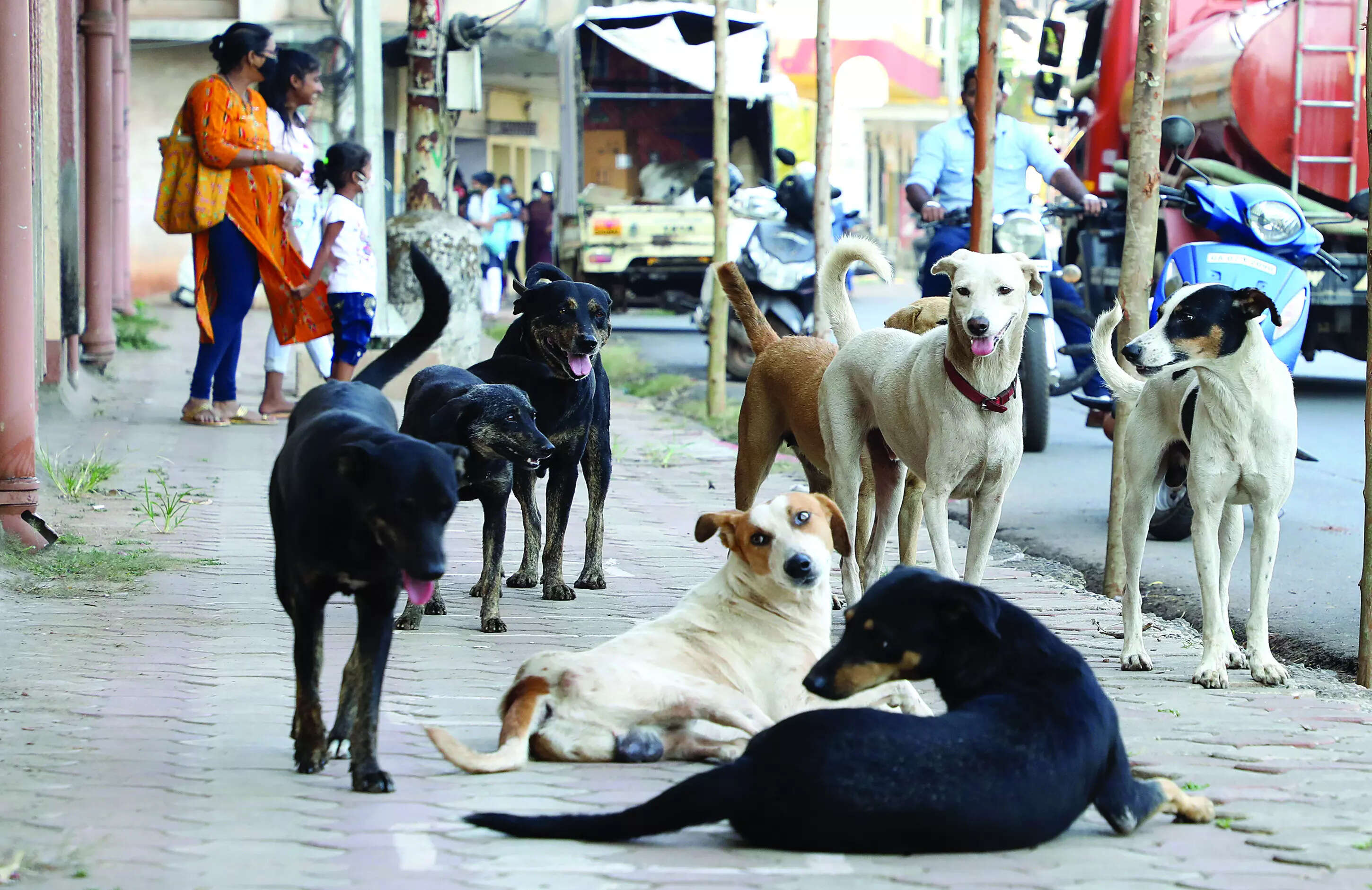 'We will ask you what is humanity': SC to petitioner over 'inhuman ...