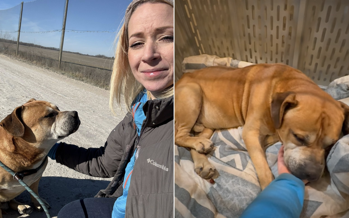 Dog spent two years living in landfill, tears at reaction to being rescued