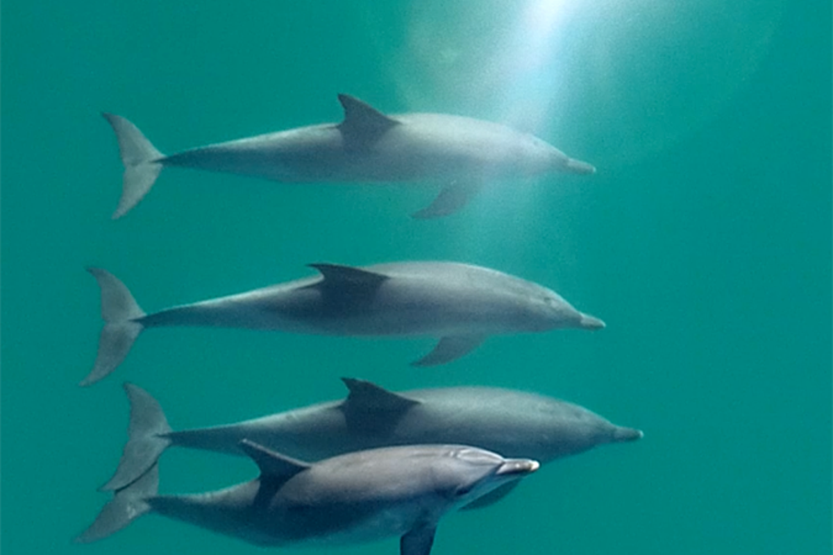 Dolphins with life-long friendships age slower, study finds