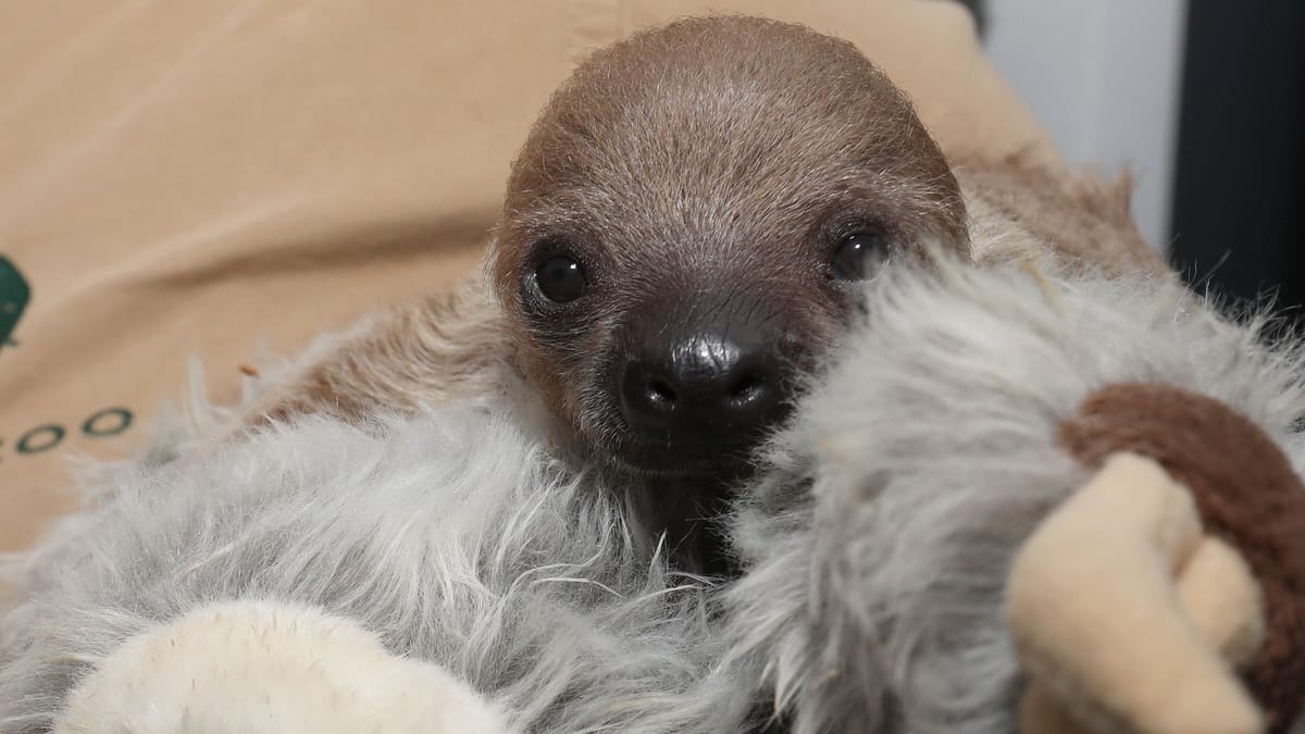 Kleines Faultier im Kölner Zoo geboren