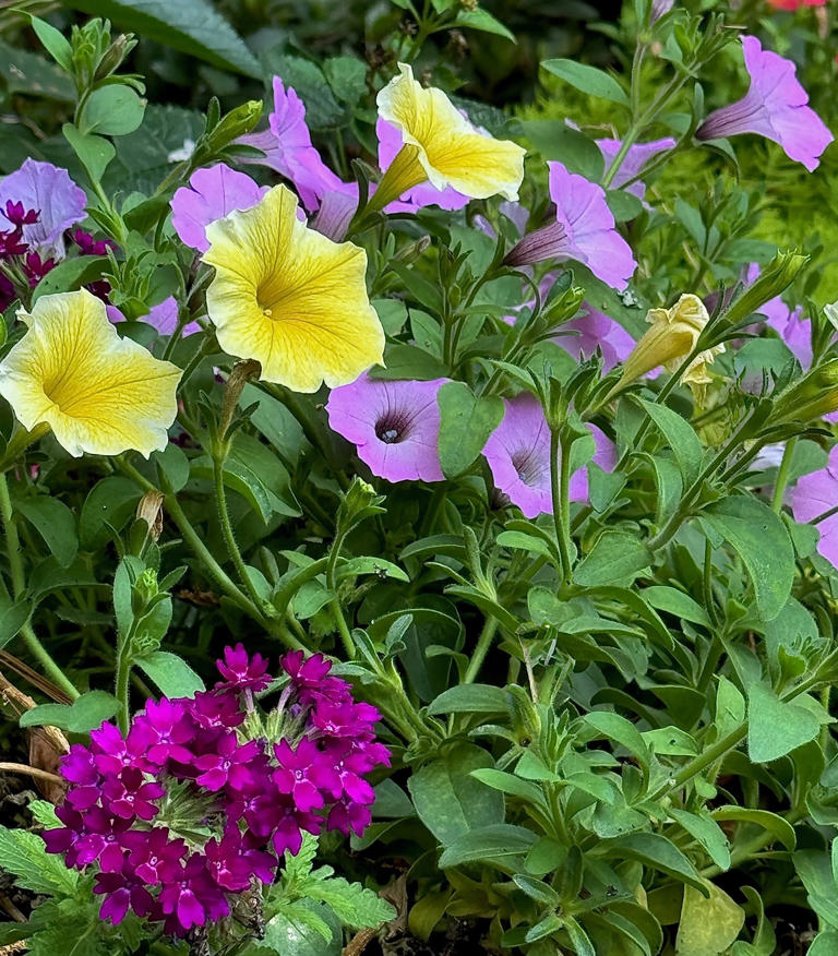 On gardening: This petunia will add cool jazz to your garden