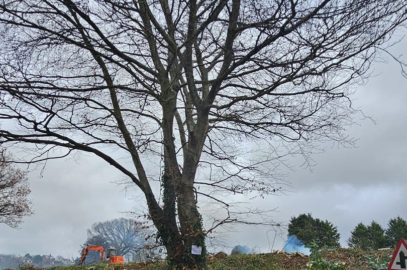 Emergency tree protection order secured amid dramatic bid to stop felling