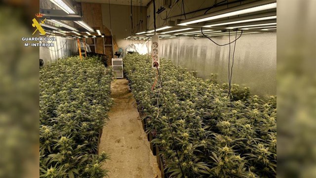 Detenida Una Persona Por Tener Un Cultivo Indoor De 1 200 Plantas De