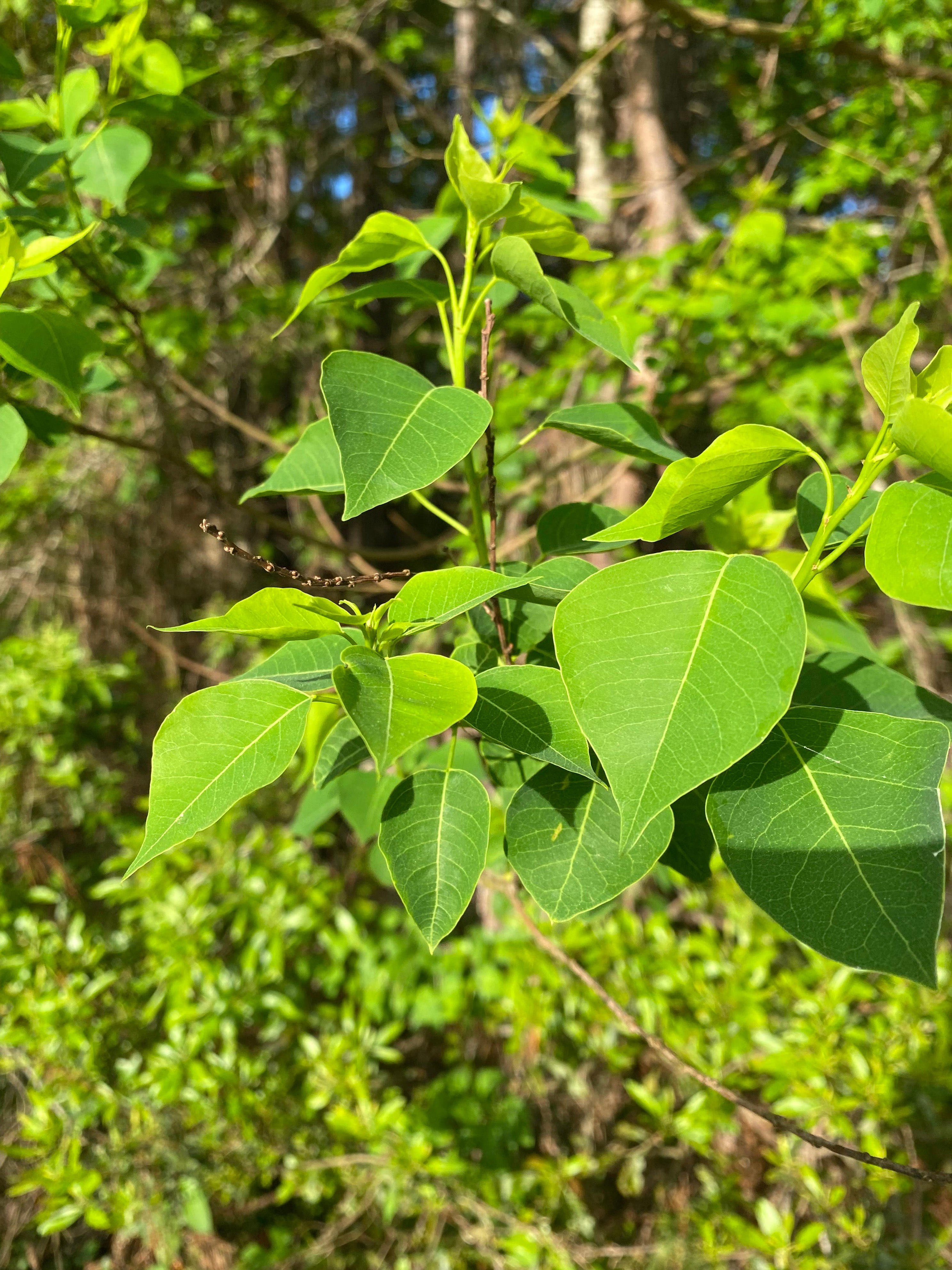 Despite heart-shaped leaves, aggressive tallow tree is unlovable