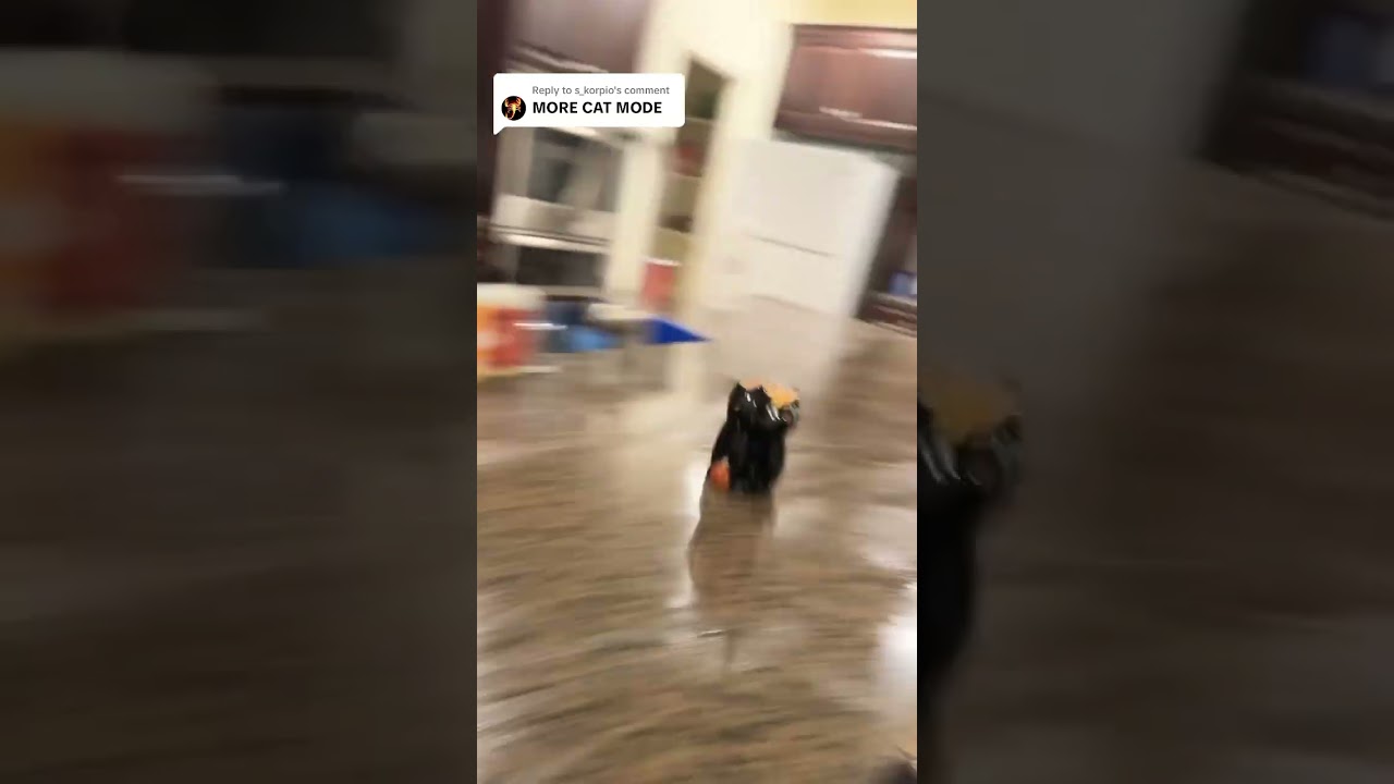 Chaos as humans become cats and drive girlfriend crazy