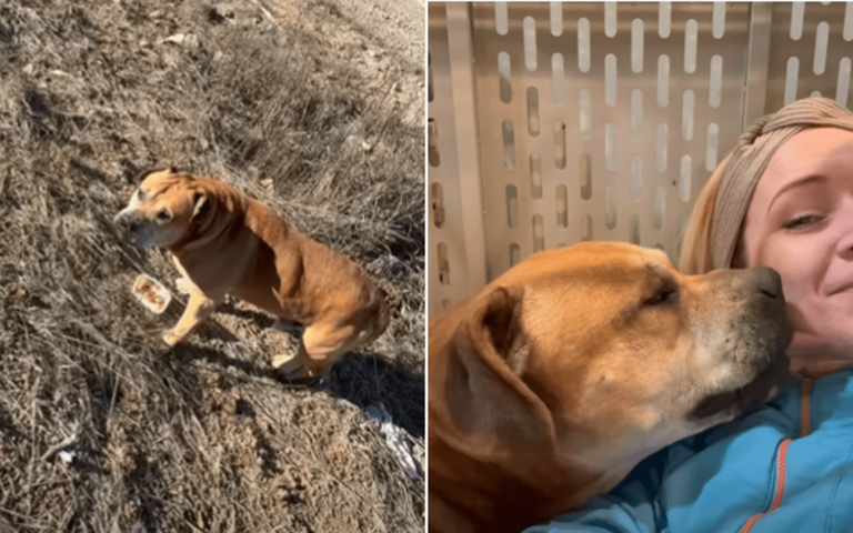 Dog spent two years living in landfill, tears at reaction to being rescued