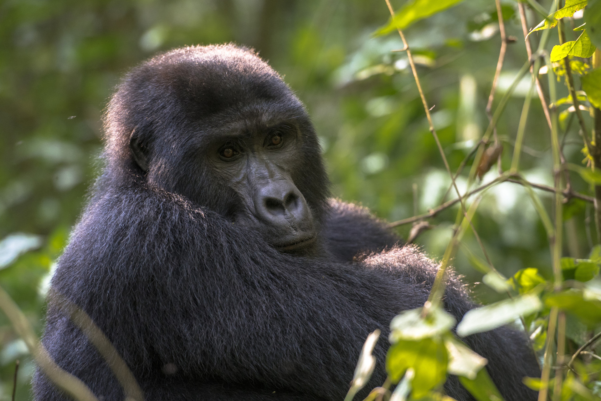 Wildlife species that made a spectacular comeback in 2025