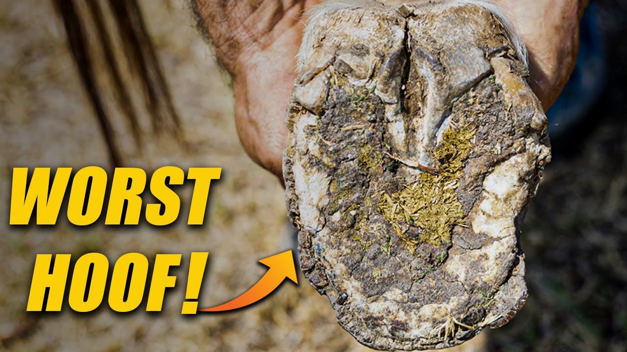 Challenging hoof trim: One of the toughest I’ve seen