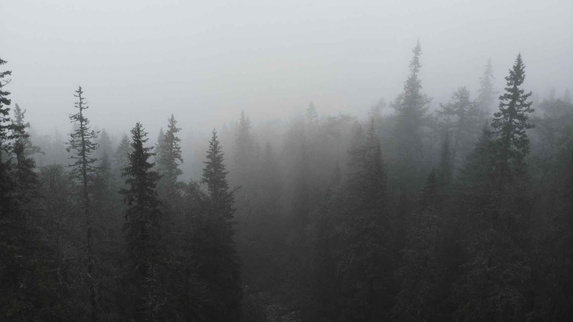 Freida McFadden signe un thriller de Noël glaçant — à lire en une seule ...