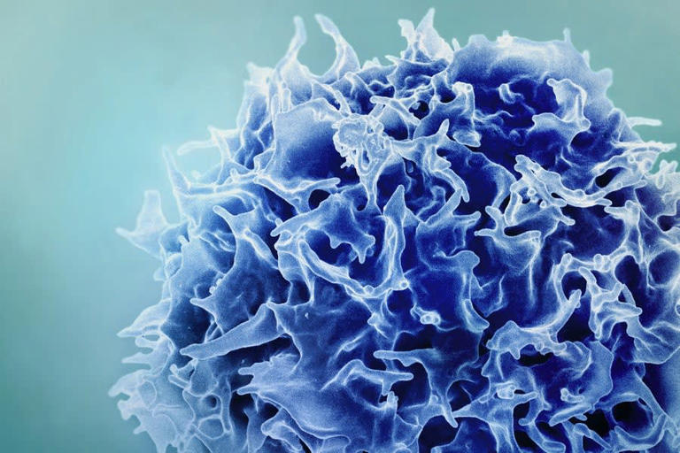 New MIT mRNA therapy restores immune defenses lost with age