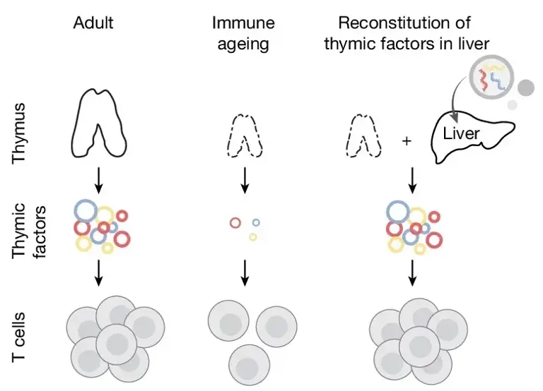 New MIT mRNA therapy restores immune defenses lost with age
