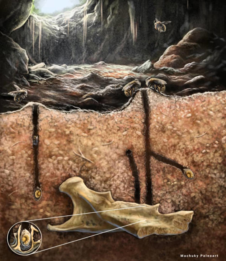 20,000-year-old fossil reveals bees nesting inside empty tooth sockets