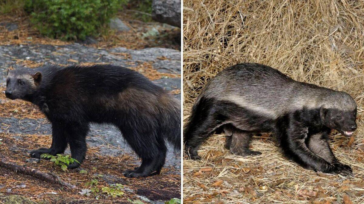 30 animal species that are always confused for each other