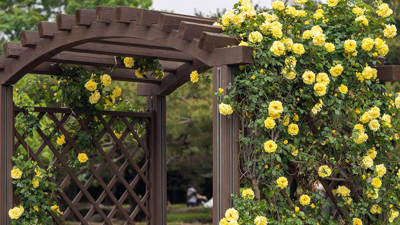 10 reasons you should be growing roses by your entrance