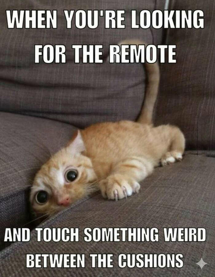 58 memes that deliver instant dopamine
