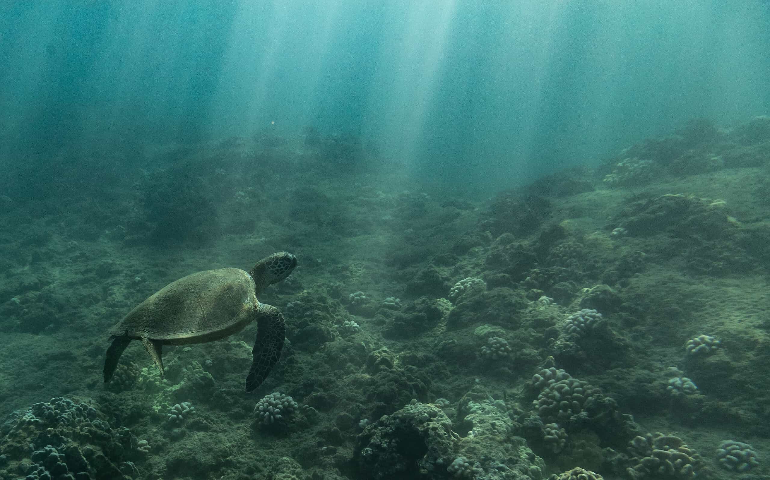 The fascinating sharks that live thousands of feet underwater