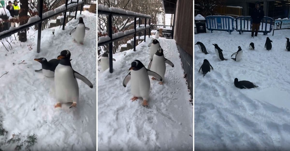 Penguins waddle through snow