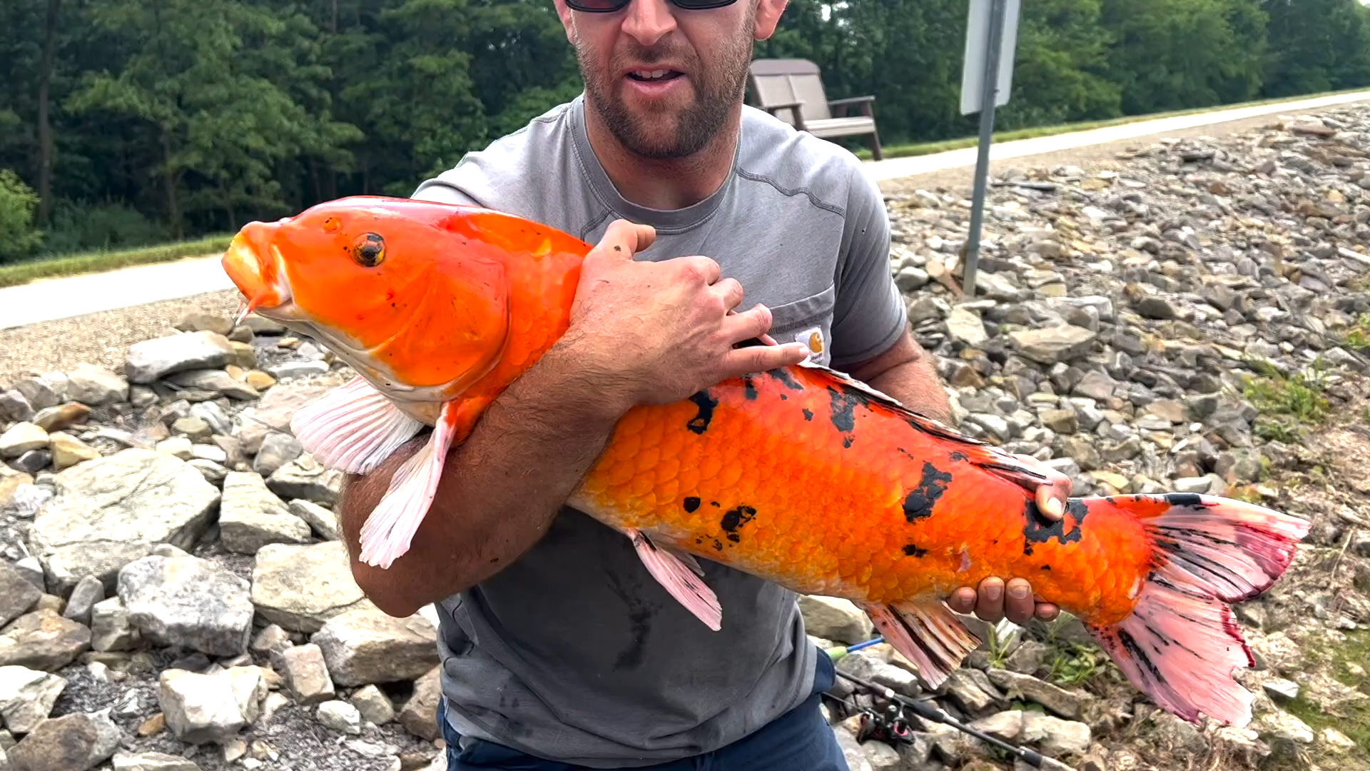 We caught a million dollar fish – carp and koi adventure