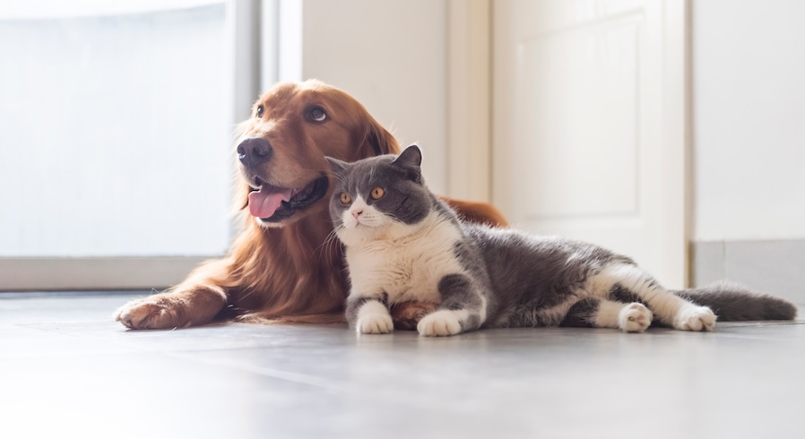 Animali domestici in Italia: dati ISTAT 2024 e il boom del settore pet