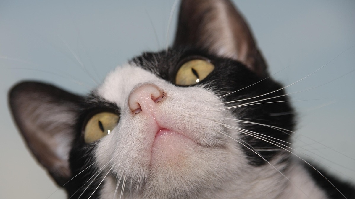 When a cat senses its end is near, it acts differently than you might ...