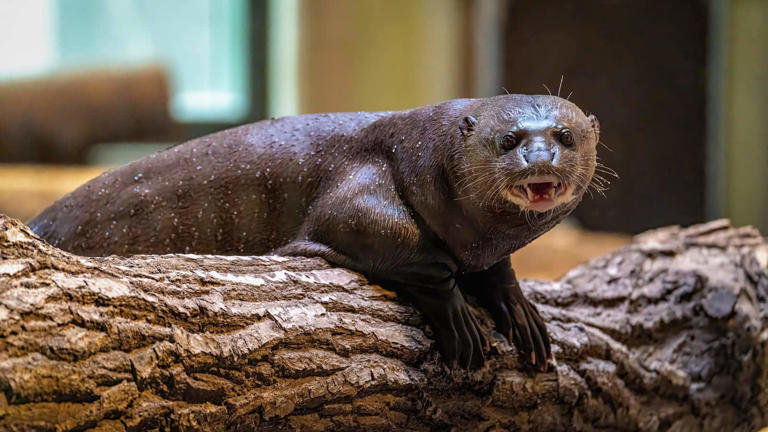 Zebras play a hidden role in shaping entire ecosystems