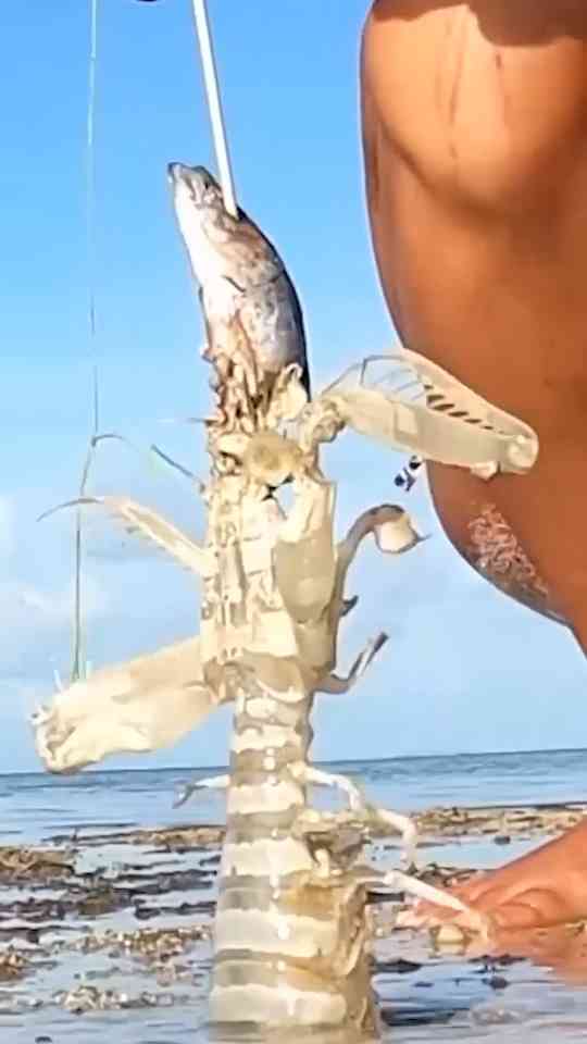 Crazy creature catch & cook