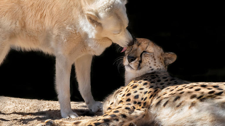 Why cheetahs are so nervous that zoos give them emotional support dogs