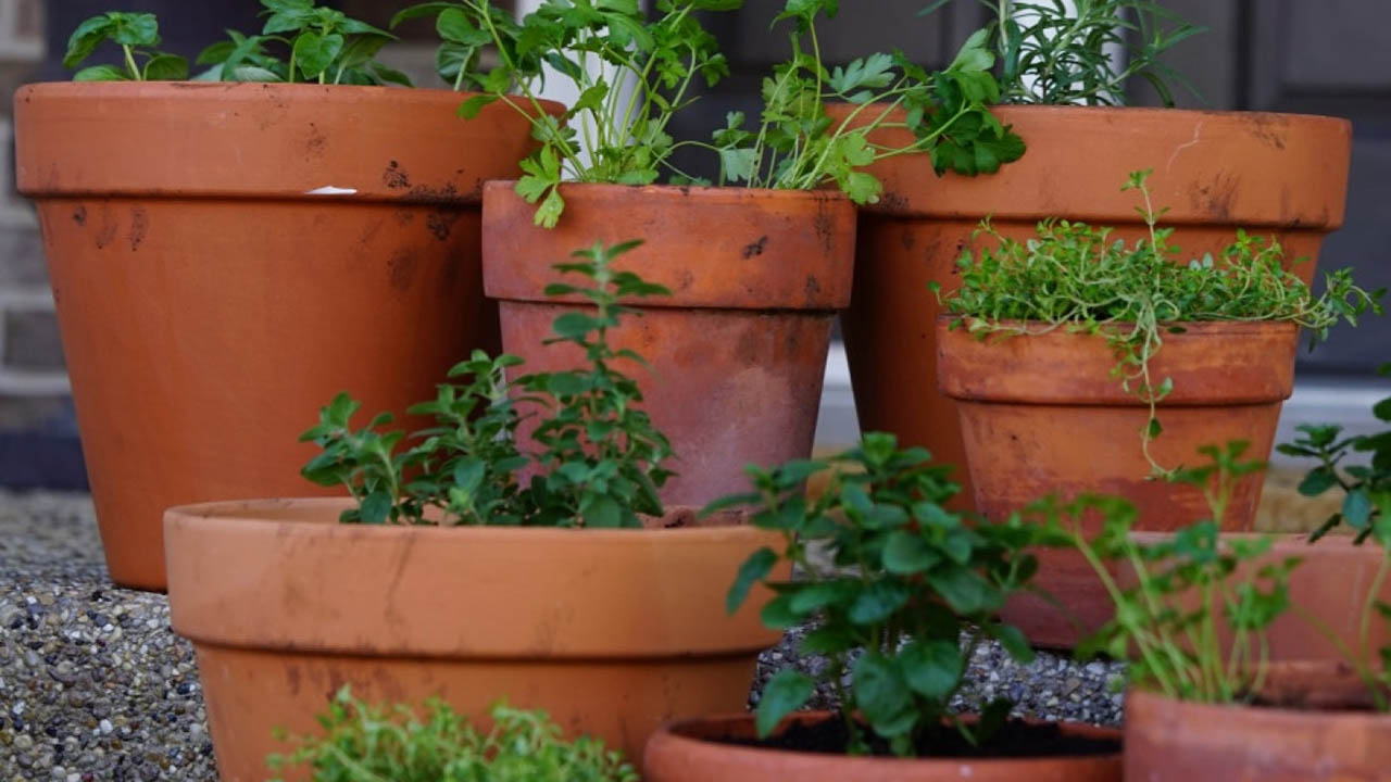 9 herbs that are perfect for your patio