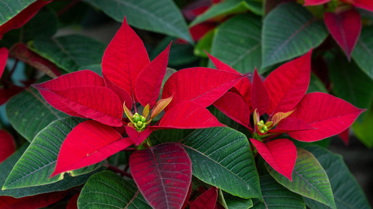 How to prune your poinsettia plant to encourage more beautiful blooms