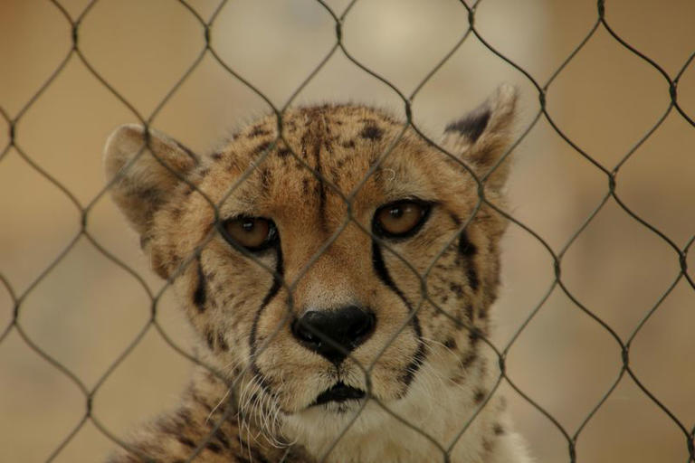 Why cheetahs are so nervous that zoos give them emotional support dogs