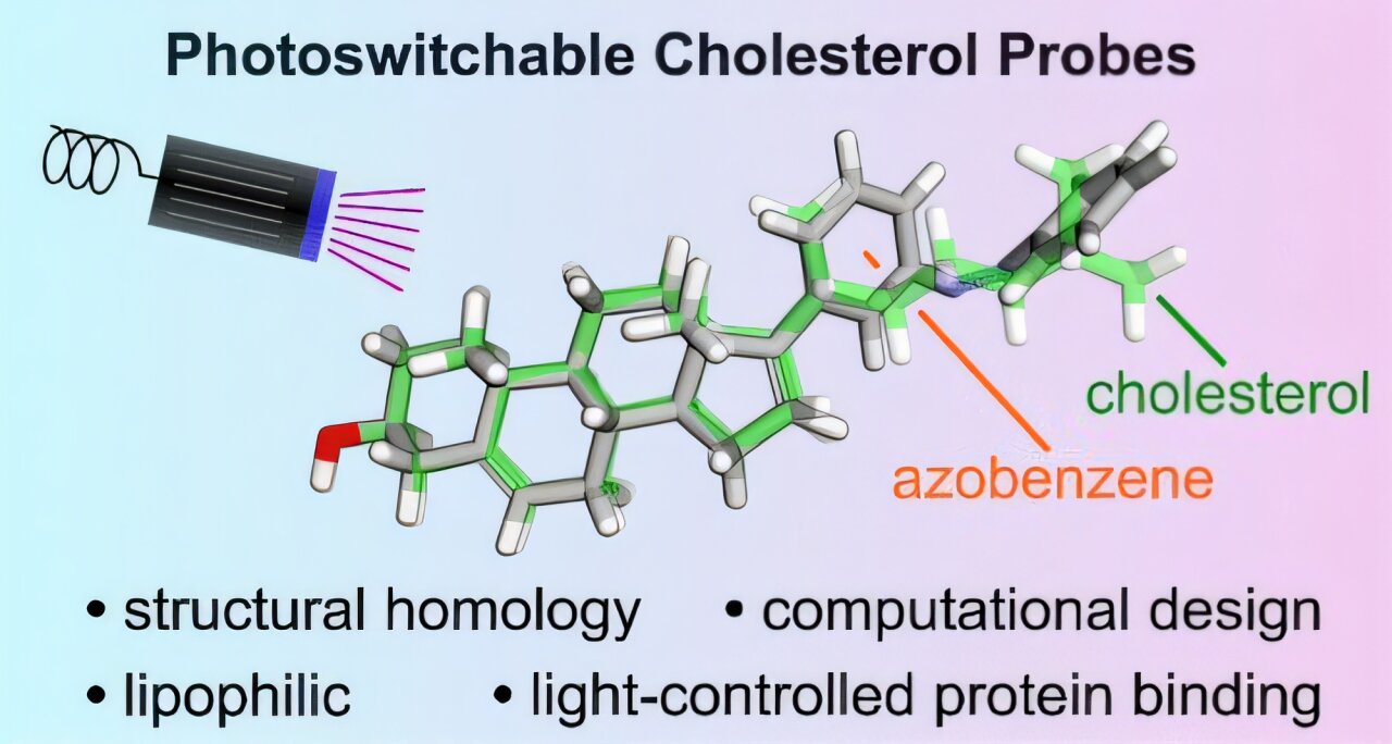 Light-controlled cholesterol 'look-alikes' point toward smarter drug ...