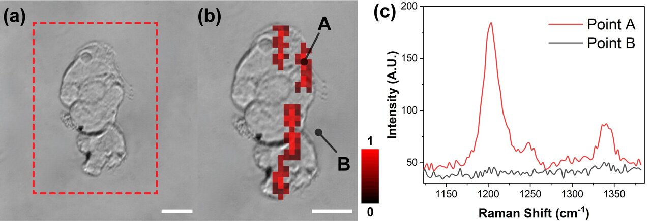 New Raman imaging system detects subtle tumor signals