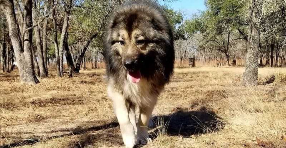 12 dog breeds that can be picky about other dogs – common patterns ...