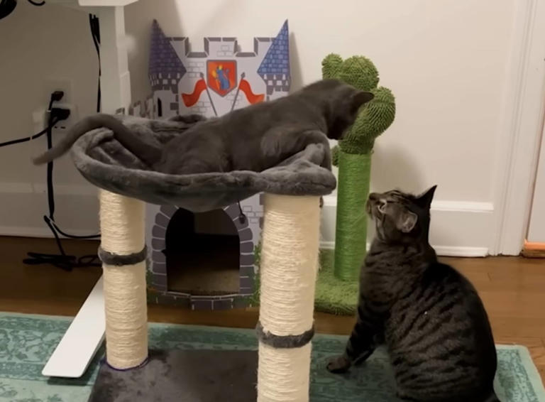Cat meows out the window nonstop until family notices the babies in need