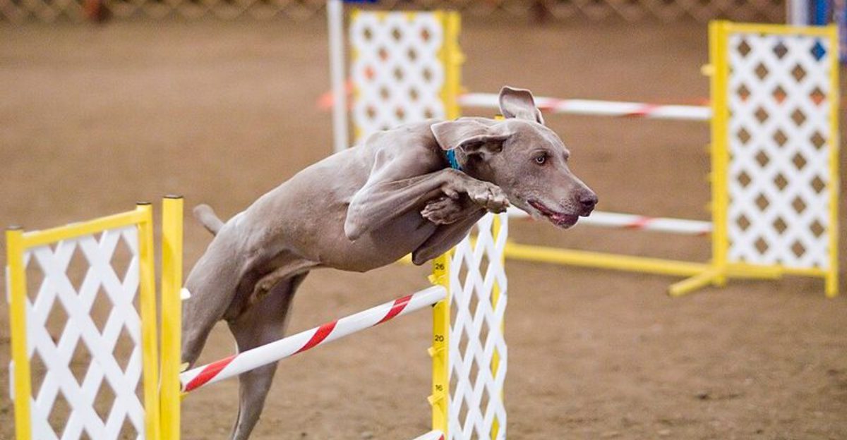 12 dog breeds that often pull hard on leash – and why their bodies and ...