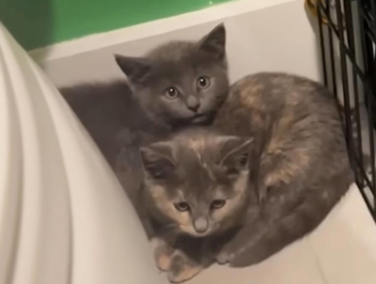 Cat meows out the window nonstop until family notices the babies in need