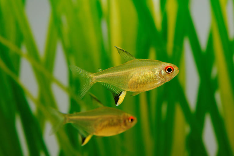Cheapest tropical fish 2025: Here are 11 colourful pet fish that won't ...