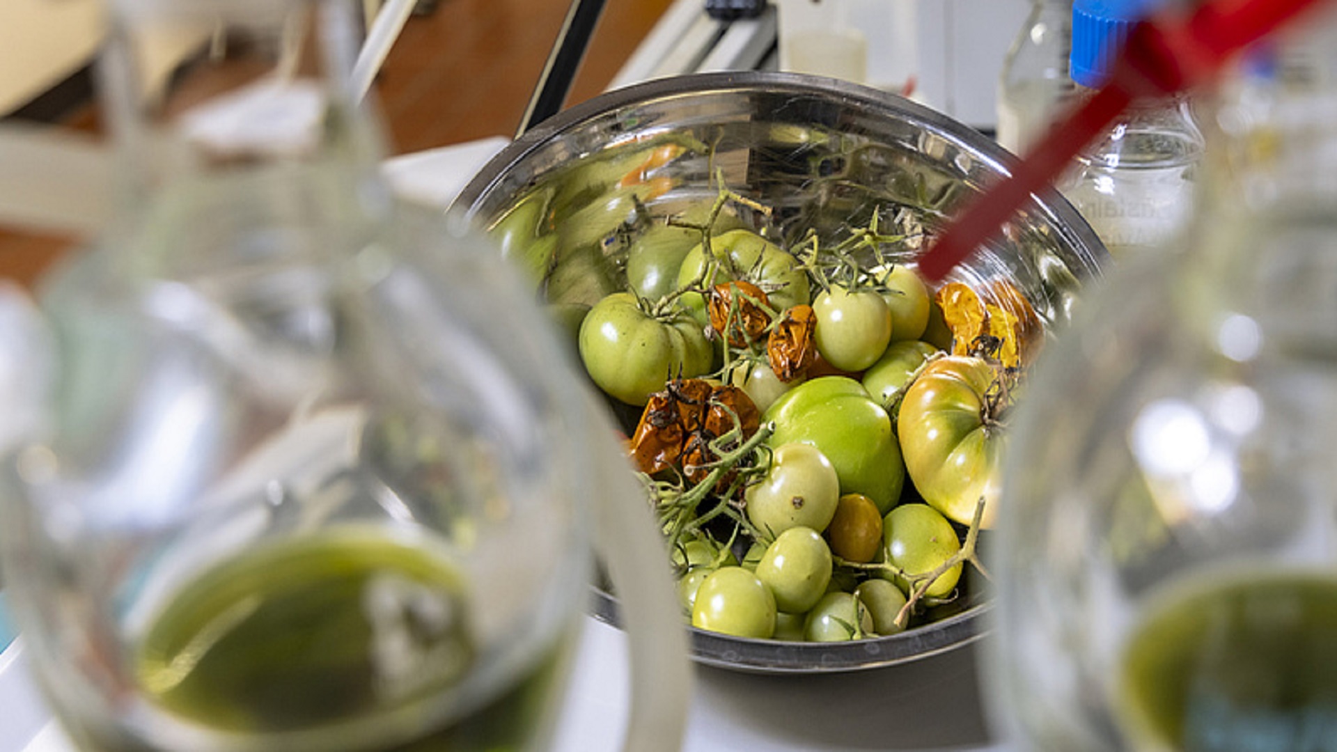 Scientists turn tomato waste into climate-friendly jet fuel to cut ...