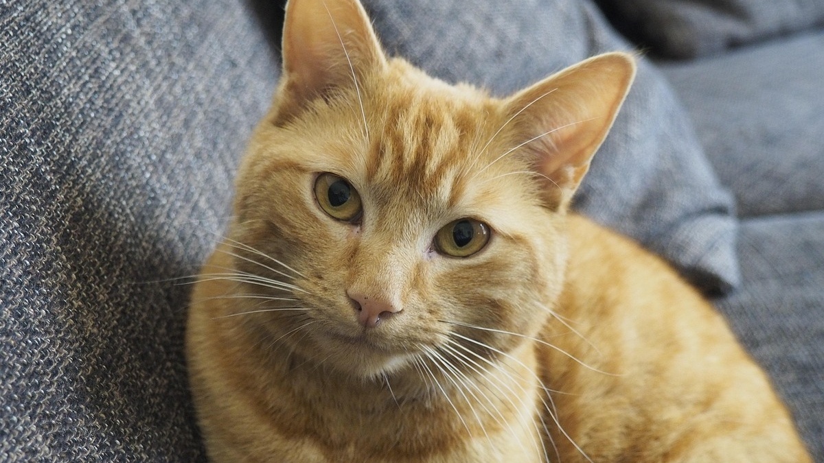 Silent parasites: Little-known signs that your cat needs deworming