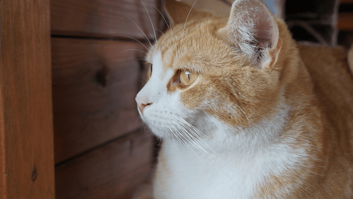 5 signs that your cat is the guardian angel who came to take care of ...