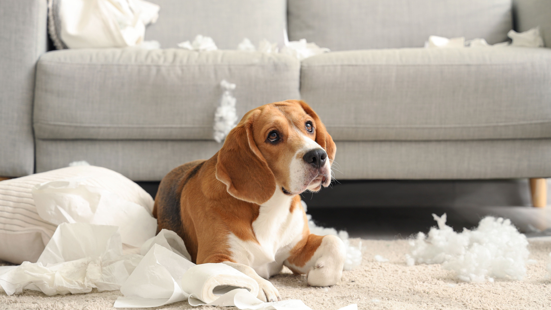 How to fix 10 dog behavioral issues before they get worse