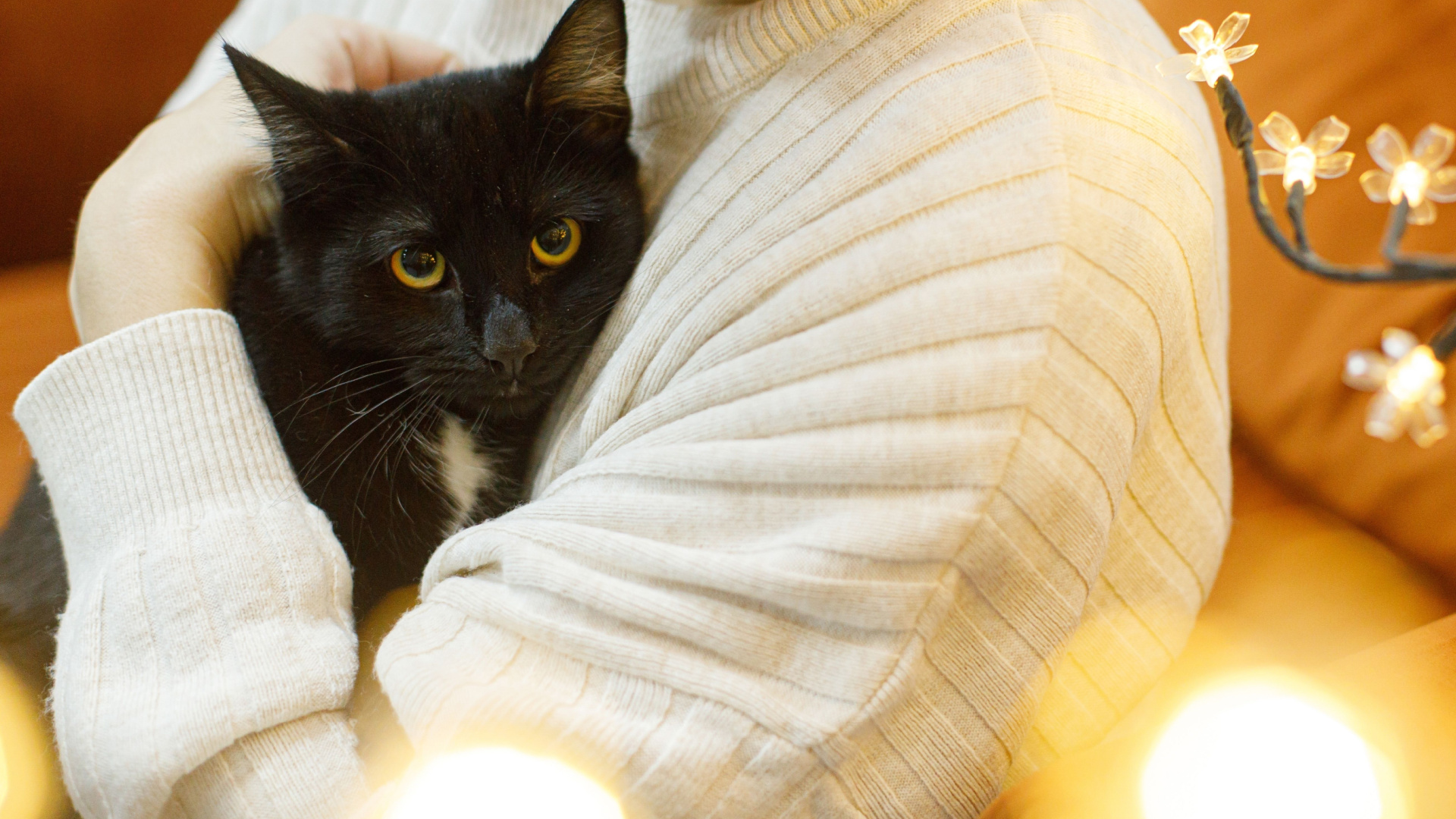 9 things your cat will do for you at the end of their life, because ...