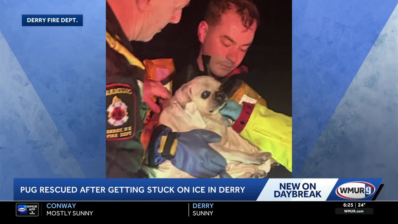 Pug rescued after getting stuck on ice in Derry