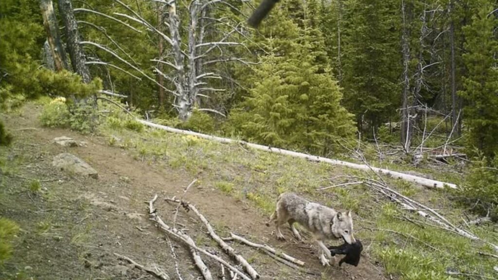 Researchers track surprising new movements in Yellowstone's wolf packs
