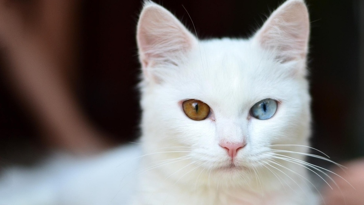 When a cat senses its end is near, it acts differently than you might ...