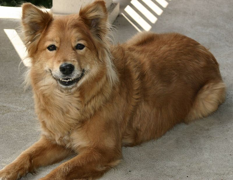 12 dog breeds that can be picky about other dogs – common patterns ...